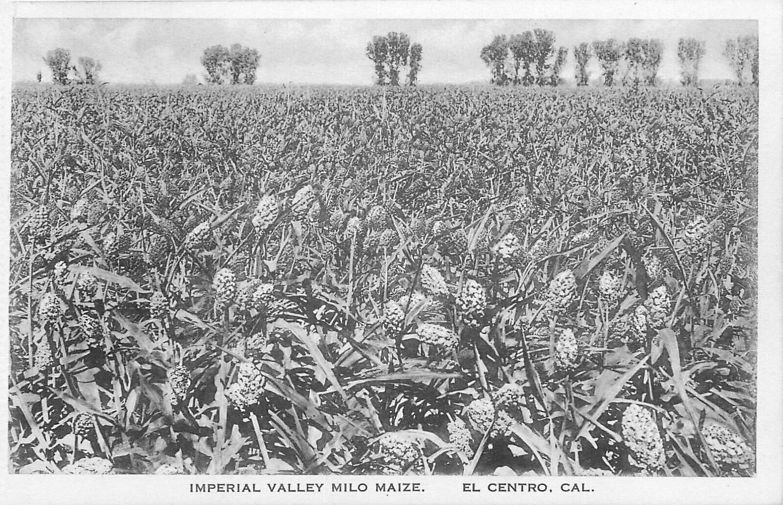 Postcard 1920s California El Centro Imperial Valley Milo Maize farming ...