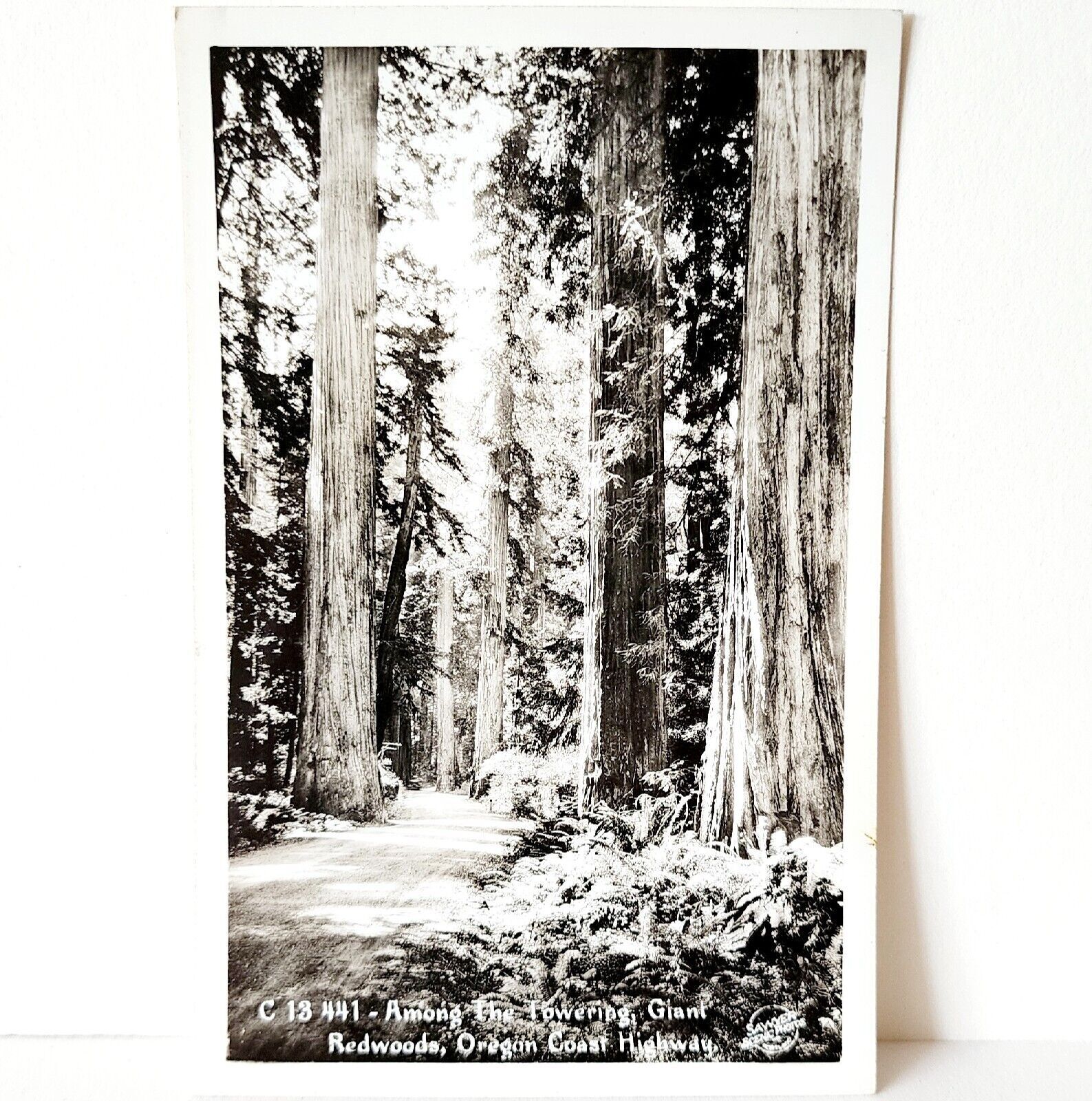 RPPC Giant Redwood Trees Oregon 1920s Sawyer Pacific Highway Northwest ...