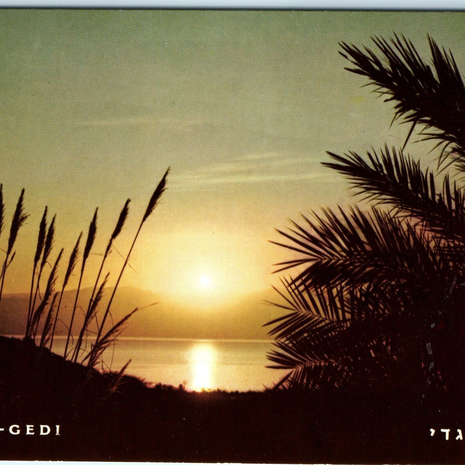 c1970s Ein-Gedi, Israel Dead Sea Sunset Palm Trees Silhouette Chrome ...