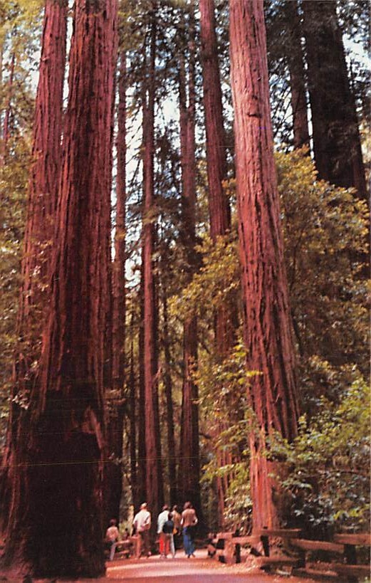 Pathway of the Giants Muir Woods National Monument Mill Valley CA ...