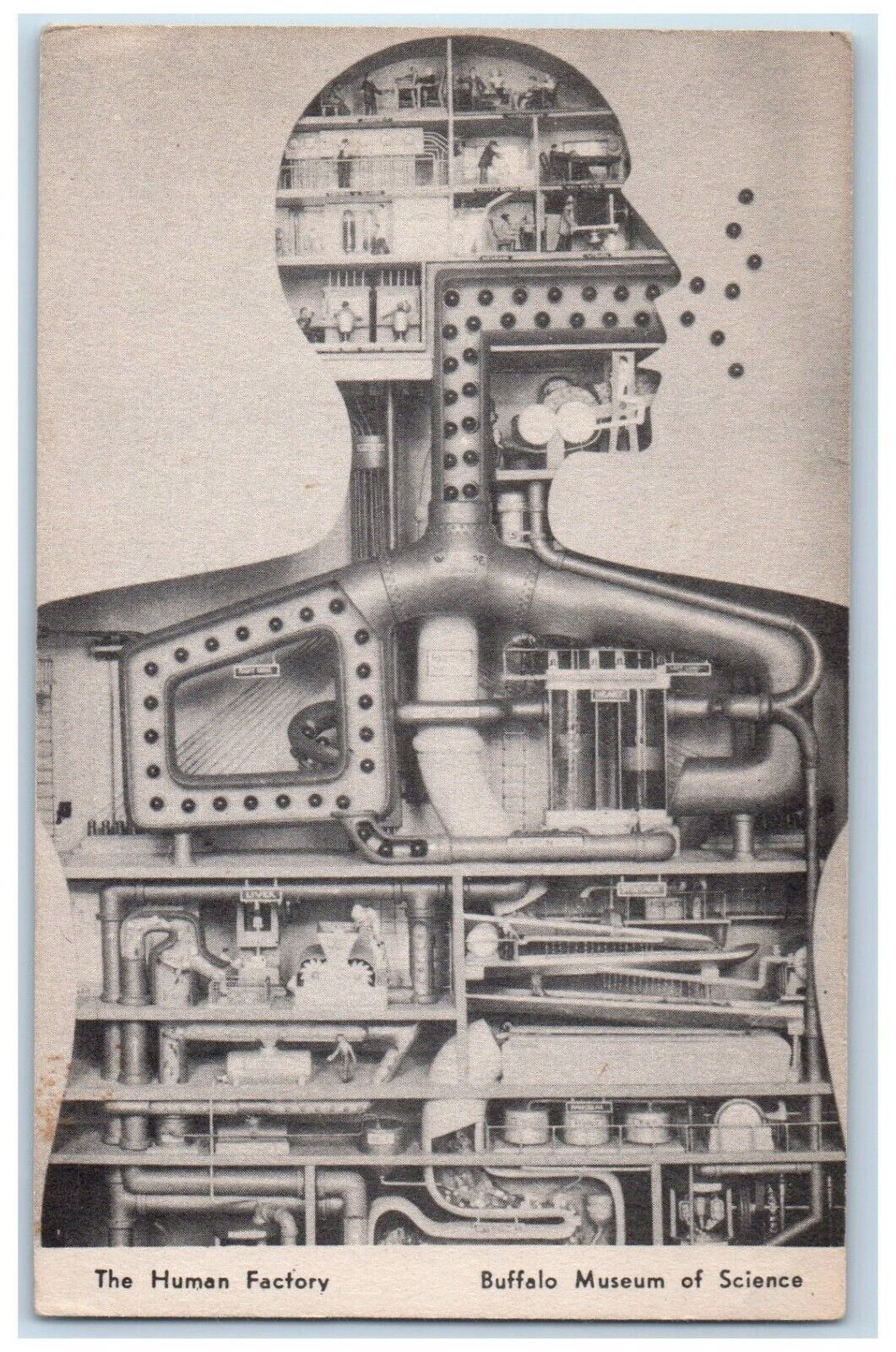 c1910 Human Factory Buffalo Museum Science Buffalo New York NY Vintage ...