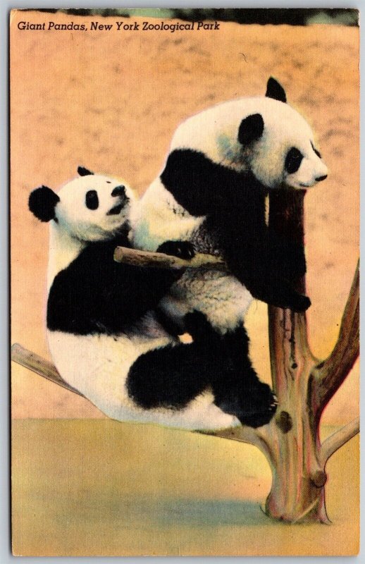Vtg New York Zoological Park Giant Pandas Bears Zoo City NY 1940s Linen ...