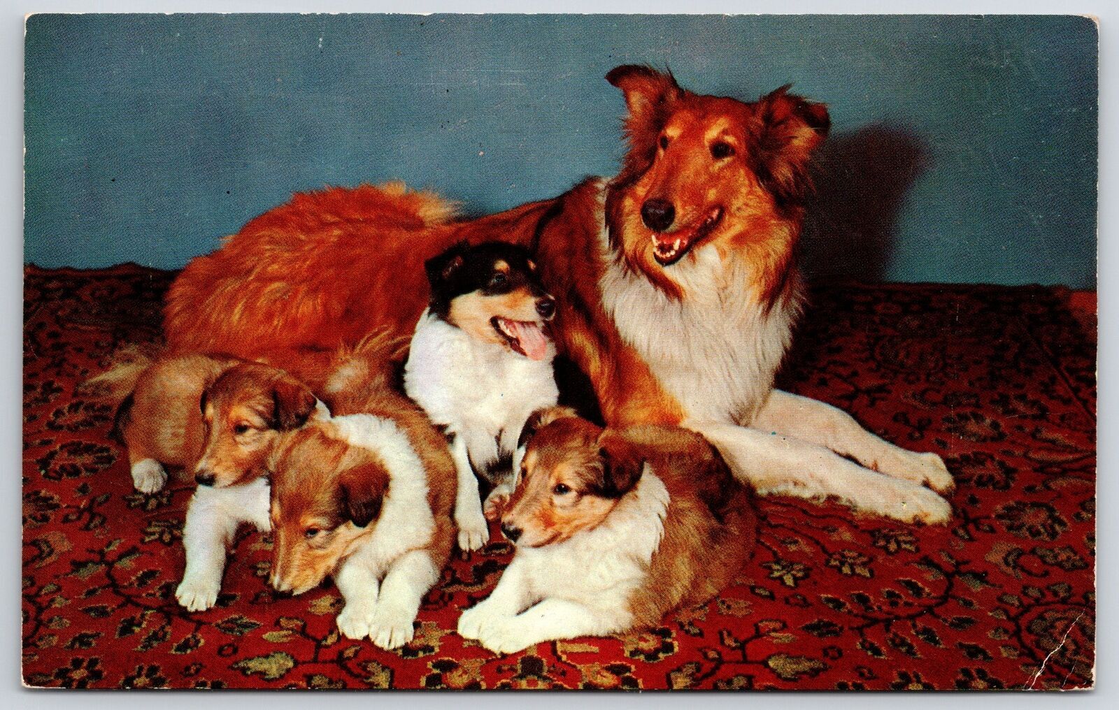 1958 Collie And Pups Cute Mother Dog And Her Puppies Artwork Posted ...