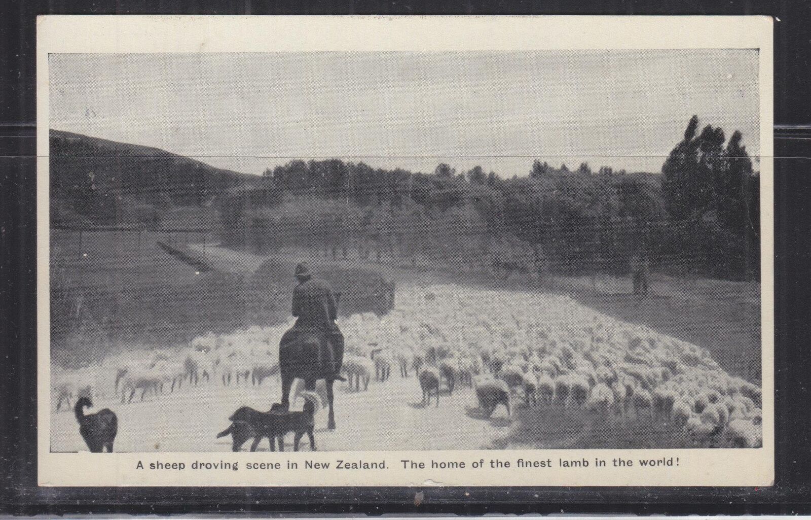 New Zealand, Sheep Droving, Finest Lamb in the World, C1920 Ppc ...