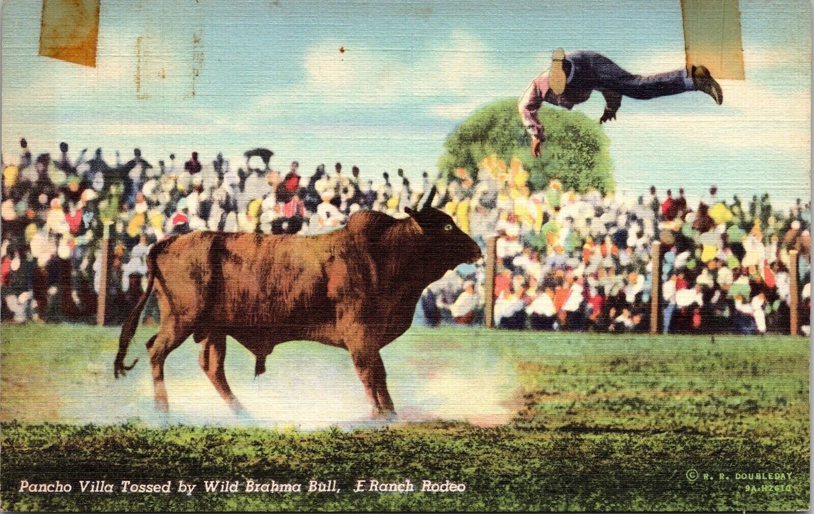 Pancho Villa Tossed Wild Brahma Bull E Ranch Rodeo Linen Postcard UNP ...
