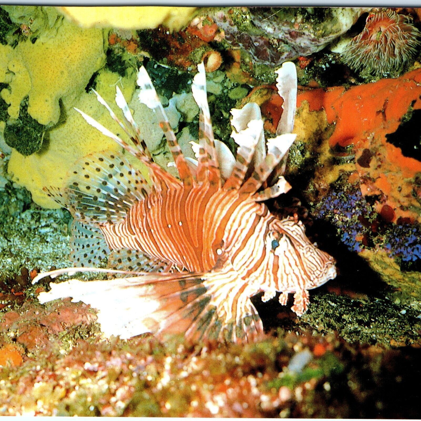 c1970s Hokkaido Japan Pterois lunulata Lionfish Marine Life 4x6 Photo ...
