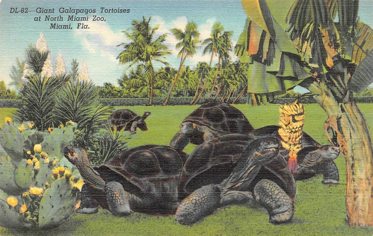 Miami, FL Florida GIANT GALAPAGOS TORTOISES North Miami Zoo ca1940's ...