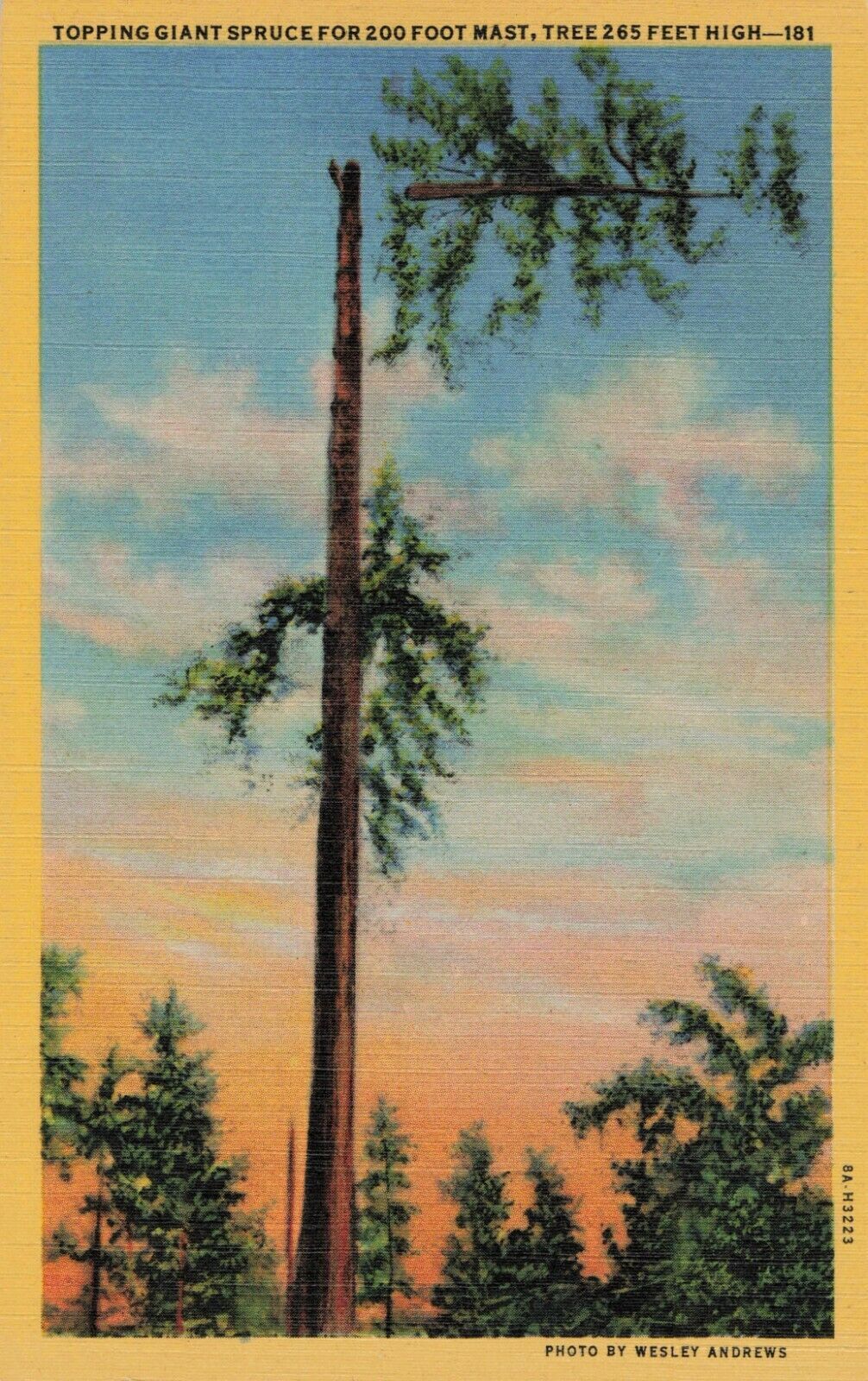 Topping Giant Spruce Tree for 200 Ft Mast Logging Loggers Linen ...