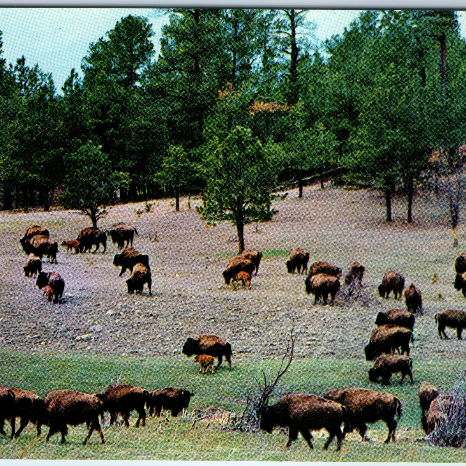 c1960s Custer State Park, SD Buffalo Herd Chrome Postcard Wildlife A53 ...