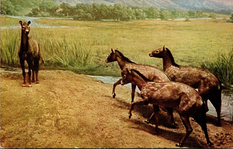 Illinois Chicago Natural History Museum Mesohippus Three Toed Horses ...