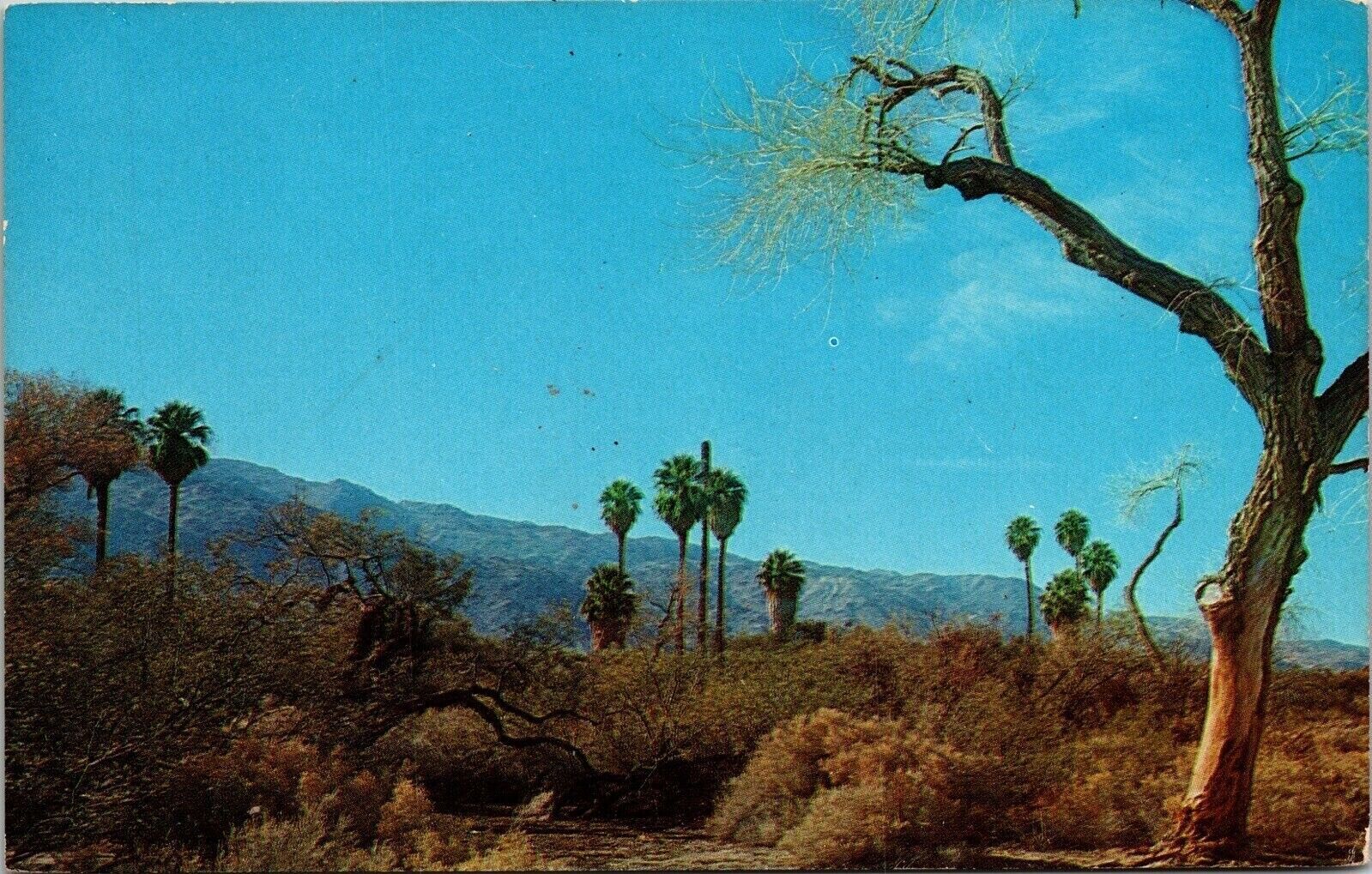 Oasis Of Mara Land Of Little Rain California Scenic Desert Chrome ...