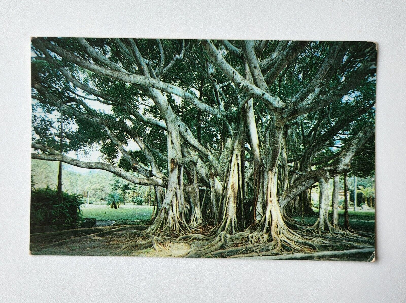 Banyan Tree Ringling Museum Sarasota FL Postcard | United States ...