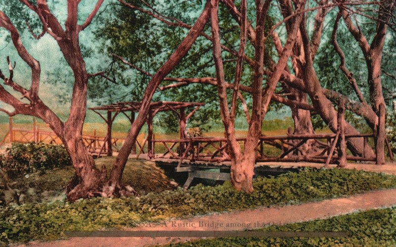 Vintage Postcard 1910's A Rustic Bridge Among The Oak Trees San ...