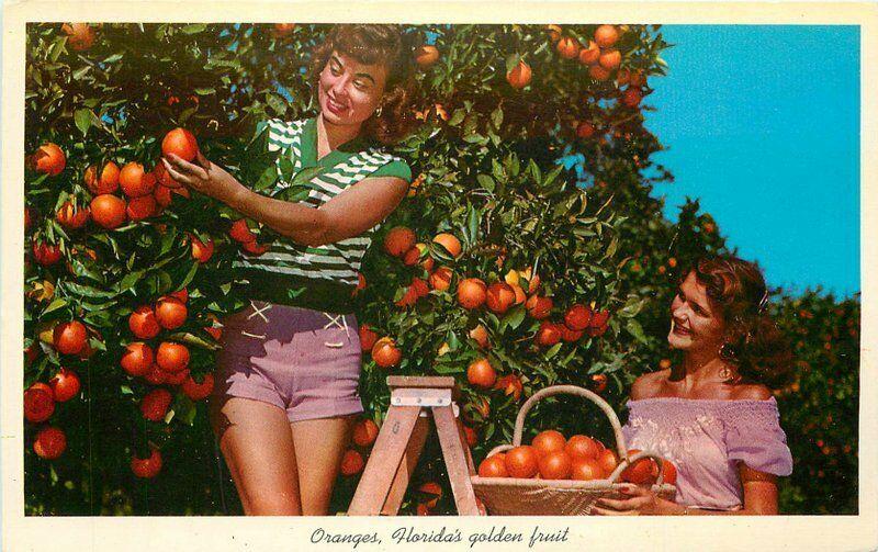 Farm agriculture 1950s Sexy Pin Up girls Oranges Postcard Teich 780 ...