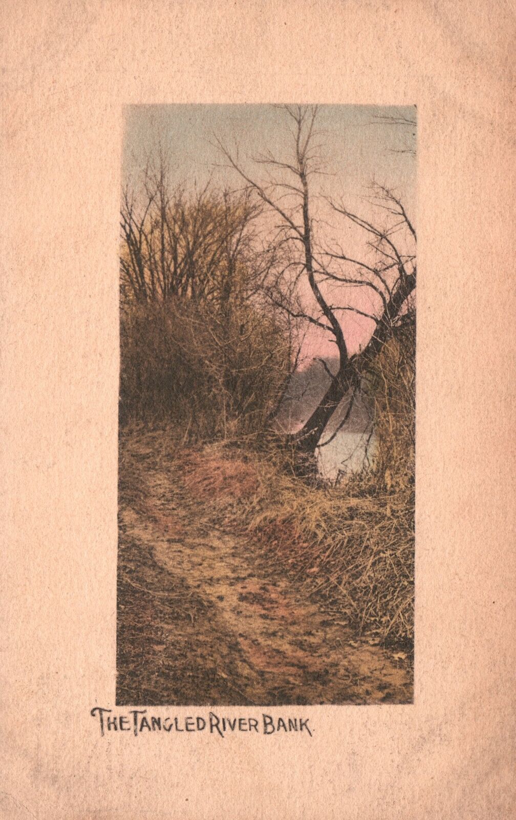 Vintage Postcard The Tangled River Bank Vines and Tree Roots Over Grown ...