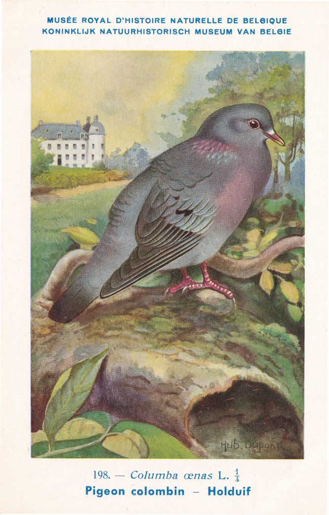 Stock Dove Colomba Oenas WW2 Bird Vintage Rare Postcard | Topics ...