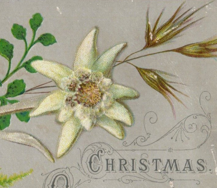 1880s Embossed Victorian Christmas Card Poem Lovely Edelweiss Flower ...