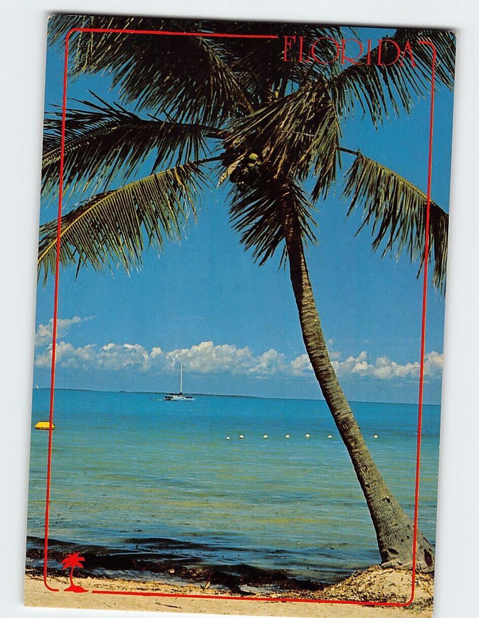 Postcard Tropical coconut palm trees line Florida's beaches, Florida ...