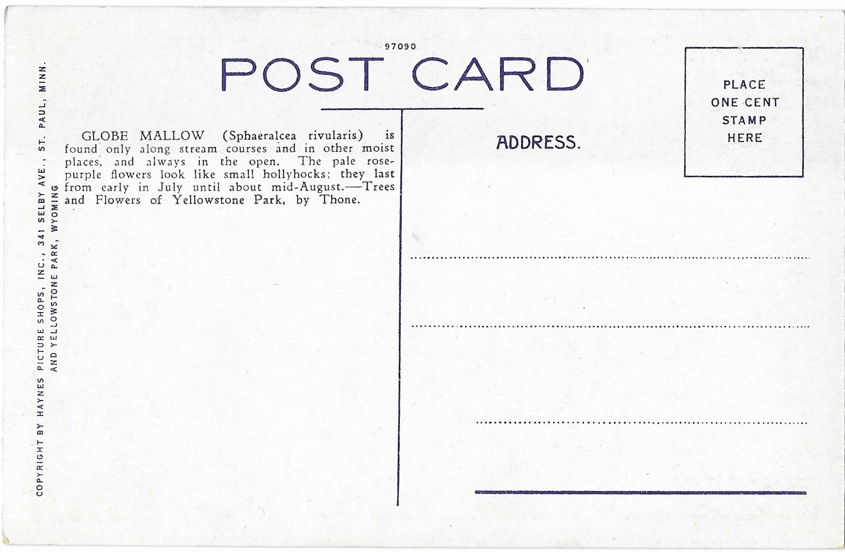 Globe Mallow Flowers Sphaeralcea Rivularis as Seen at Yellowstone Park ...