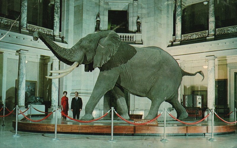Vintage Postcard African Bush Large Elephant Museum Natural History ...