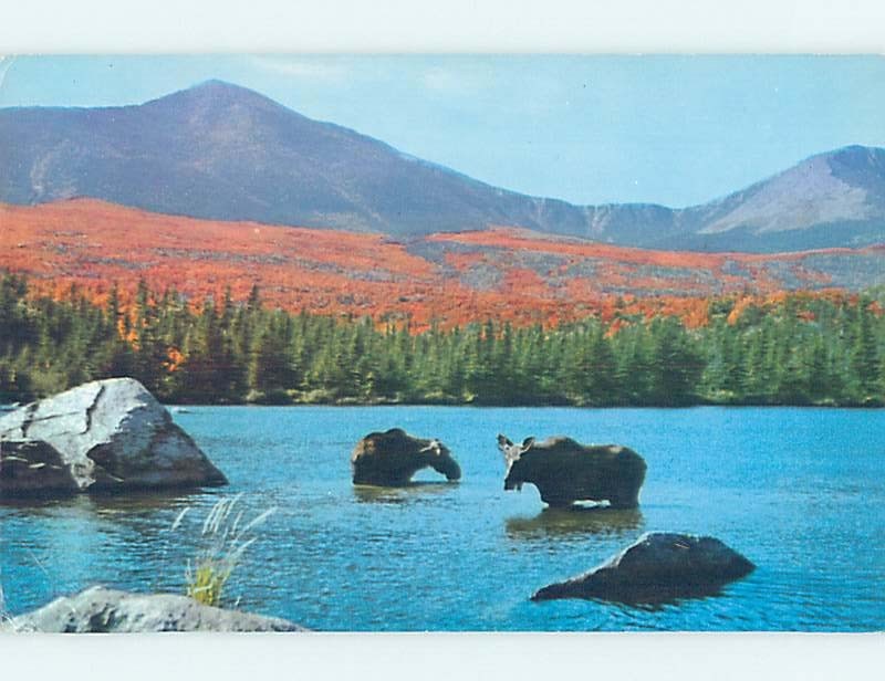 Pre-1980 MOOSE IN WATER Baxter State Park - Millinocket Maine ME E8912 ...