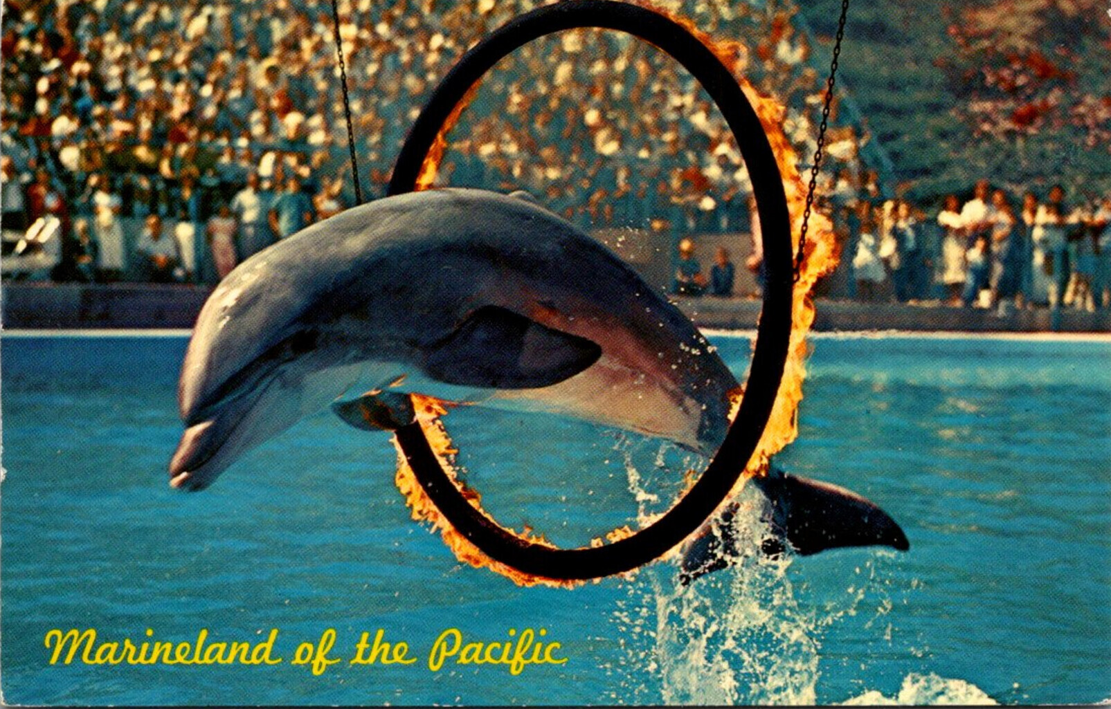 Fish Porpoise Jumping Through Flaming Hoop Marineland Of The Pacific ...