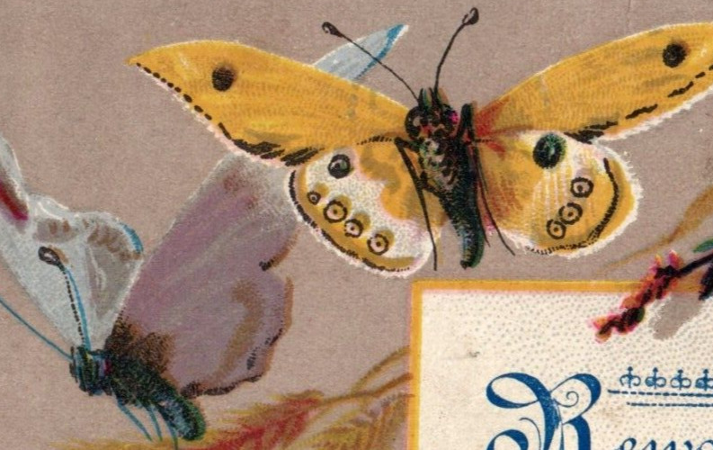 1880s Victorian Card Colorful Moths Butterflies Insects Fab! F142 ...