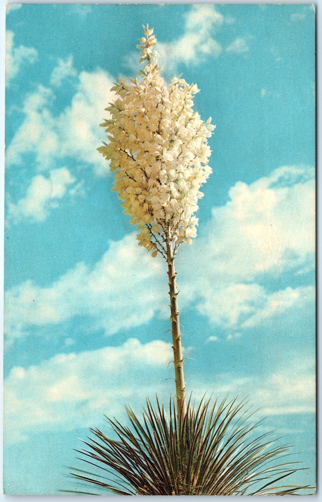 c1960s Yucca in Bloom Tropical Cards Souvenirs Knight Bradenton Chrome ...