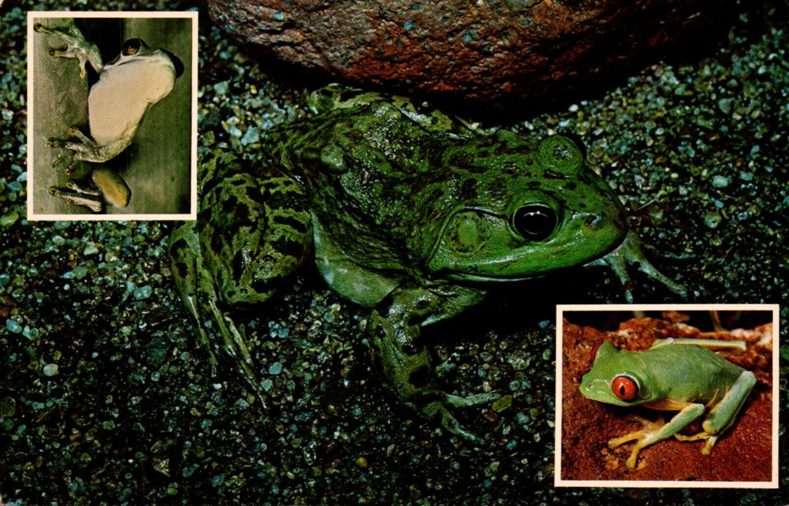 Frogs The Bullfrog Ruby-Eyed Tree Frog and Green Frog | Topics ...