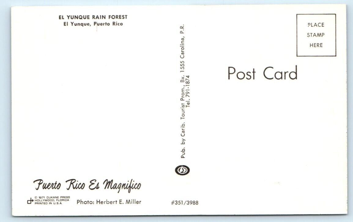 EL YUNQUE Rain Forest classic car PUERTO RICO Postcard | Latin & South ...