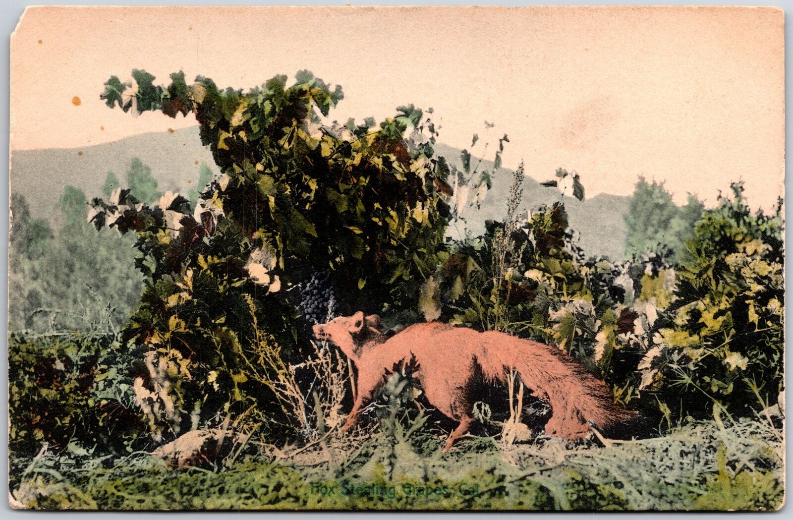 Fox Stealing Grapes, Hiding Behind Plants, Forest Wild Animals, Vintage ...