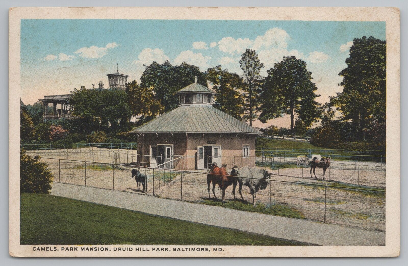 Animal~Baltimore MD~Druid Hill Park Zoo~Park Mansion Camels~1920s ...