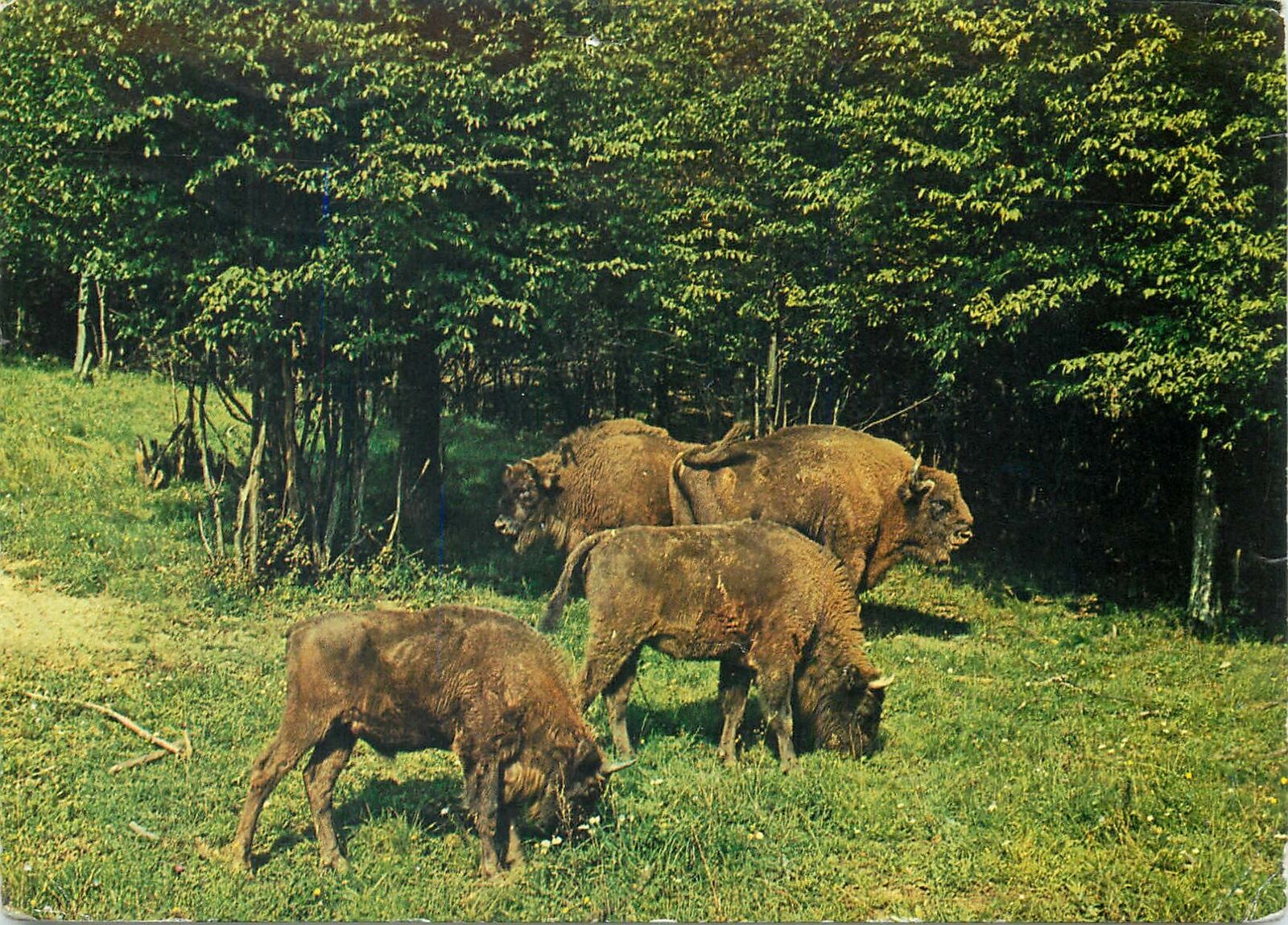 Postcard Romania Hateg ZImbri buffalo reservation | Europe - East ...