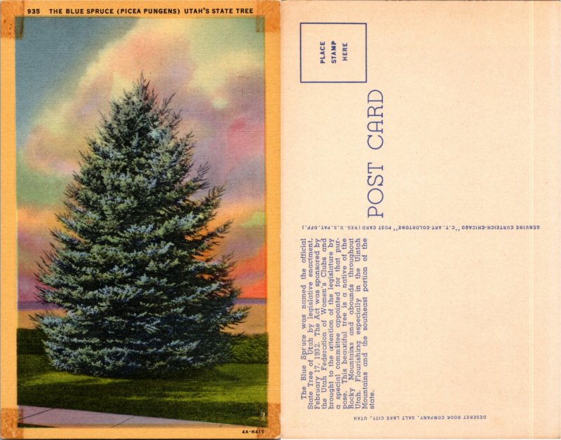 The Blue Spruce, Utah's State Tree (17350 | Topics - Flowers, Plants ...