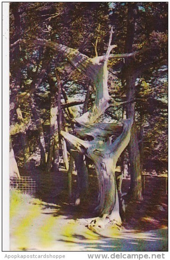 Ghost Tree 17 Mile Drive Monterey Peninsula California 1970 | Topics ...