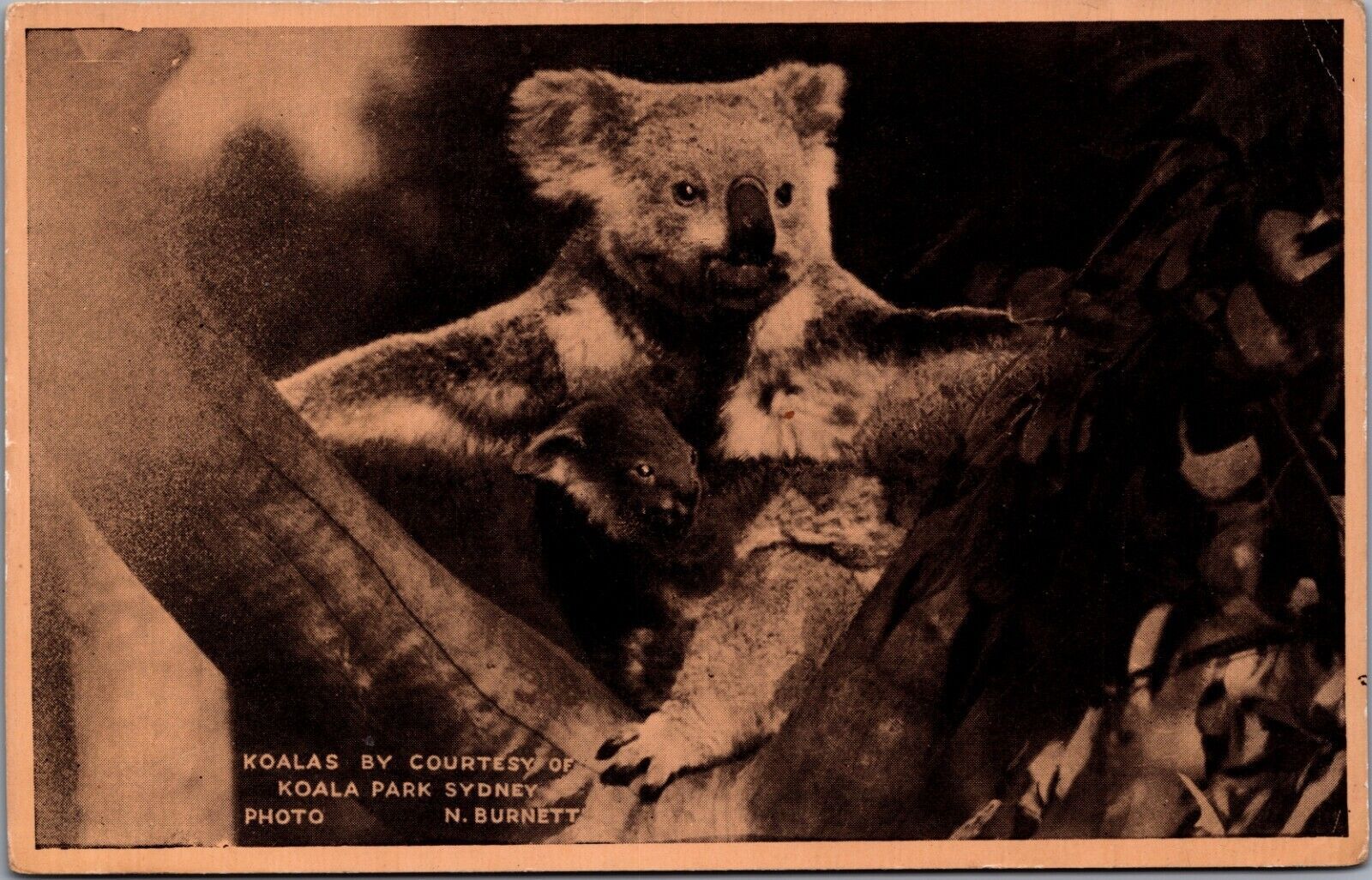 Australia Koalas By Courtesy Of Koala Park Sydney Vintage Postcard 09. ...