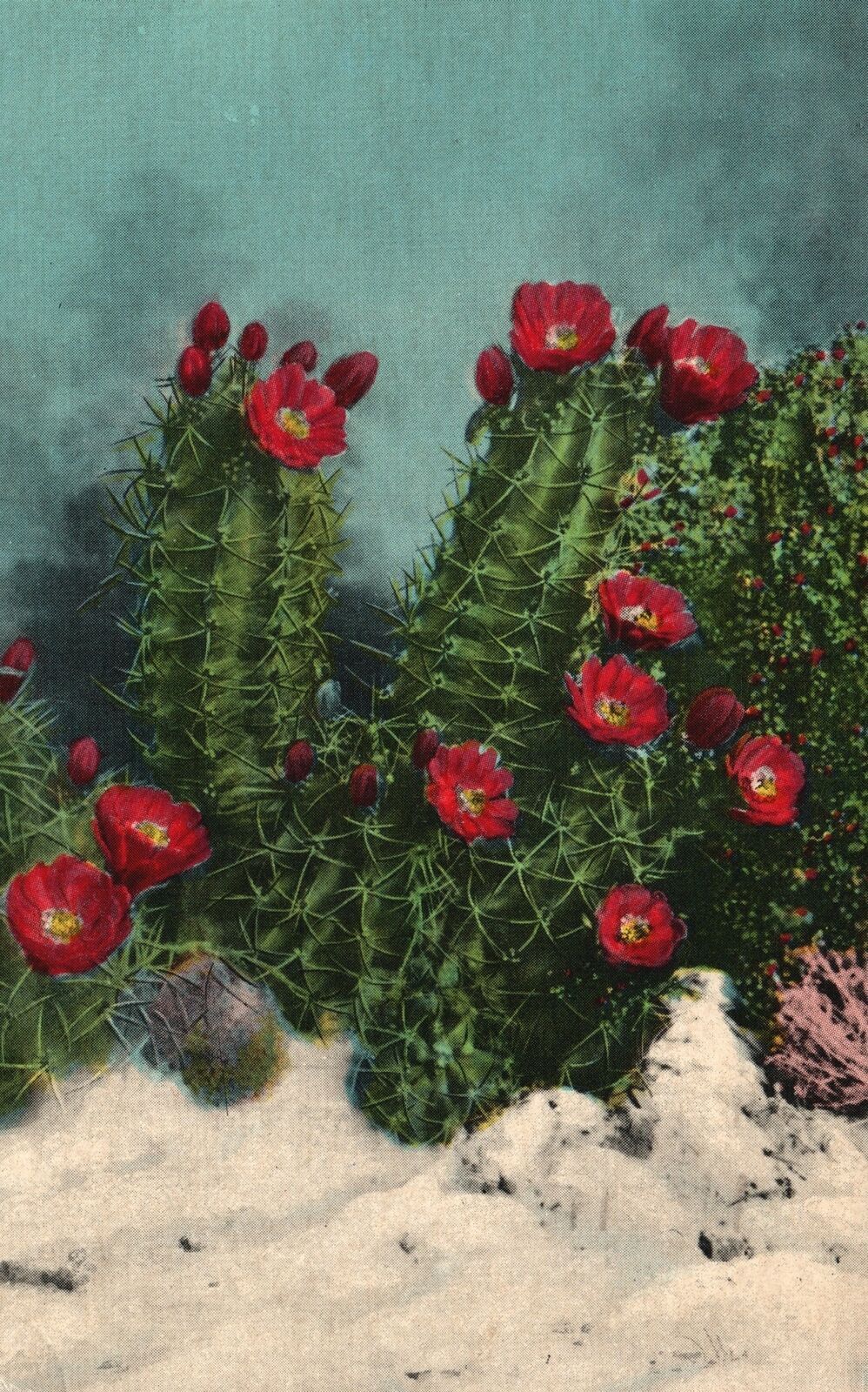 Vintage Postcard 1955 White Sands Cactus Brilliant Species Of Cacti ...