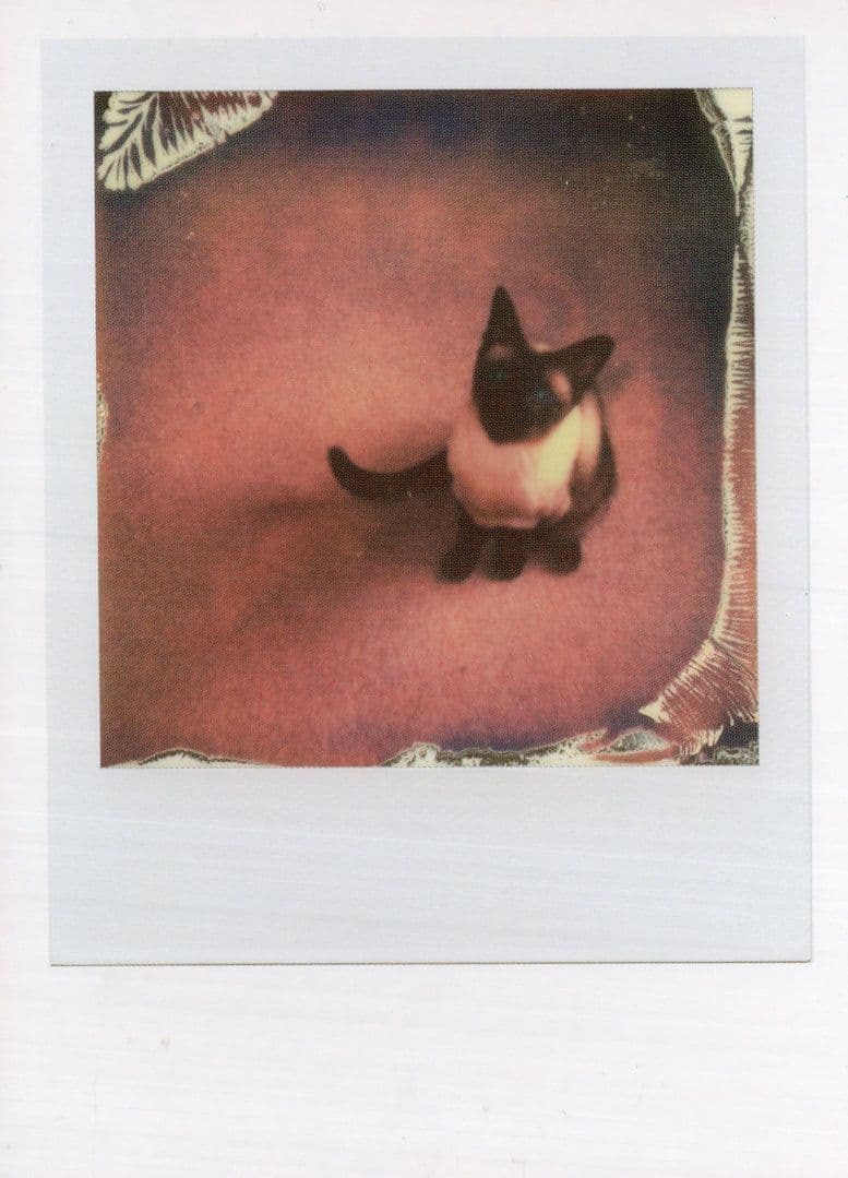 Siamese Cat Kitten Award Analogue Camera Film Photo Postcard | Topics ...