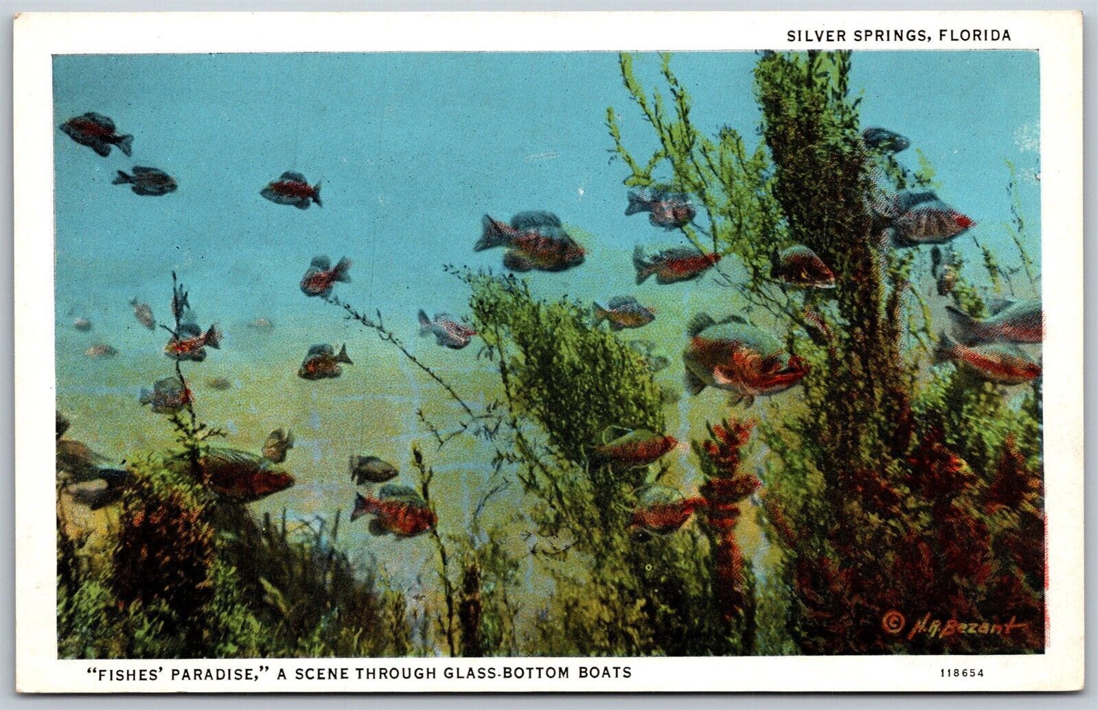 Vtg Florida Silver Springs Fish Paradise View Through Glass Bottom Boat ...