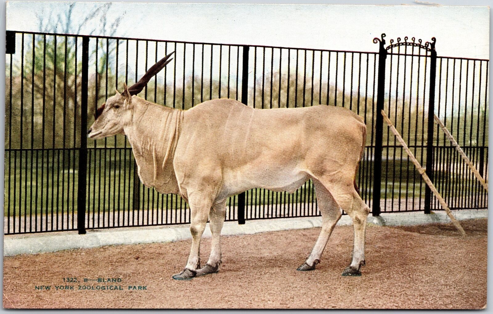 New York, Zoological Park, Giant Eland, Antelope, Wild Animals, Vintage ...