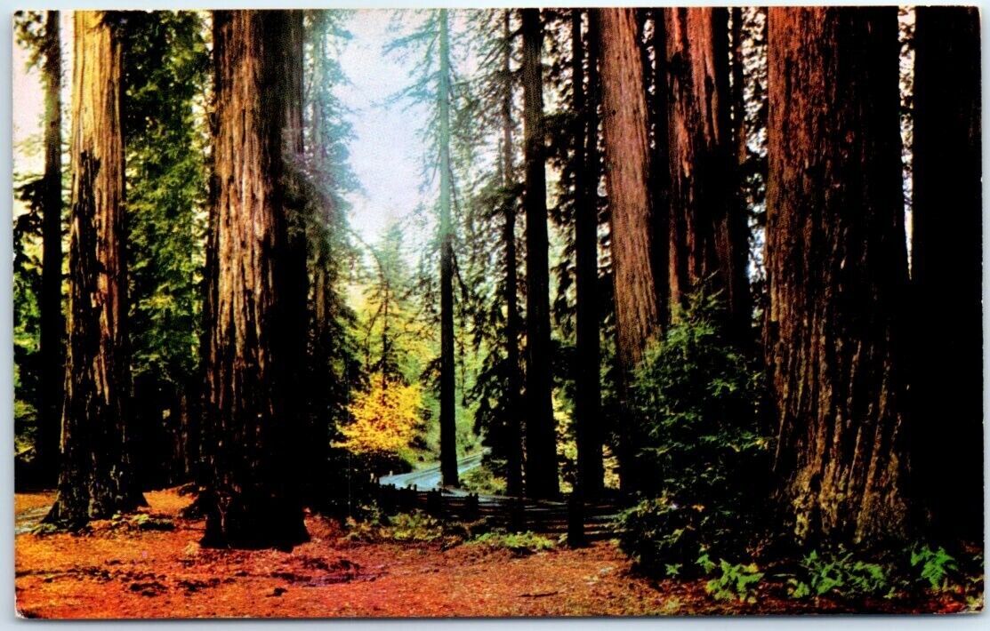 Postcard - Fall Leaves In The Redwoods, Muir Woods National Monument ...