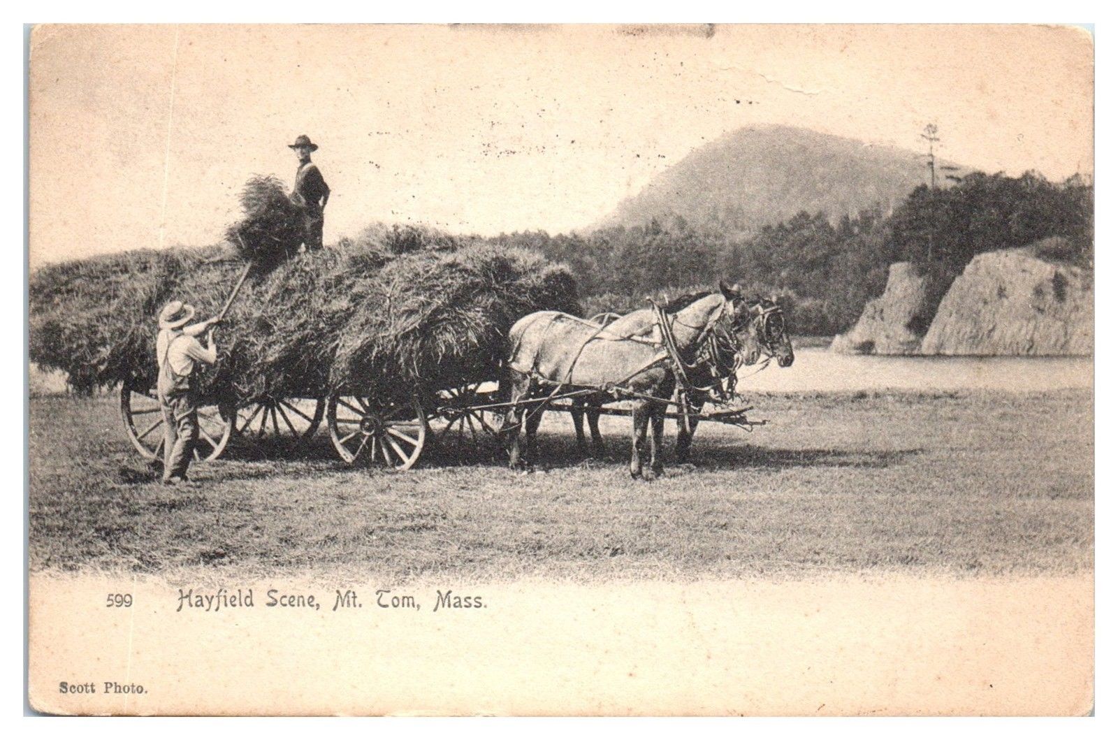 1909 Hayfield Scene, Draft Horse Team near Mt. Tom, MA Postcard ...