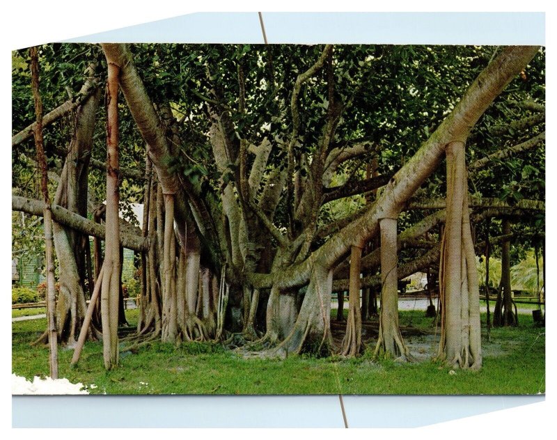 Banyan Tree Indian Hawaii Moana Hotel Thomas Civic Center Chrome ...