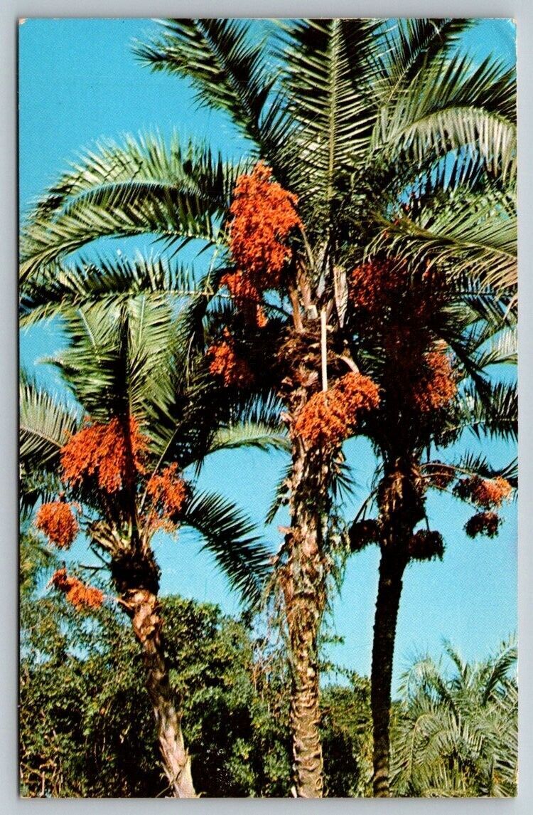 Senegal Date Palm - Sarasota, Florida Jungle Gardens - 1969 - Postcard ...
