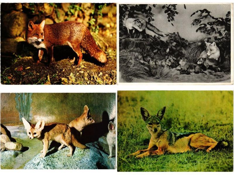 Renard, Goupil, Fox, Foxes Animaux 28 Modern CP | Europe - France ...