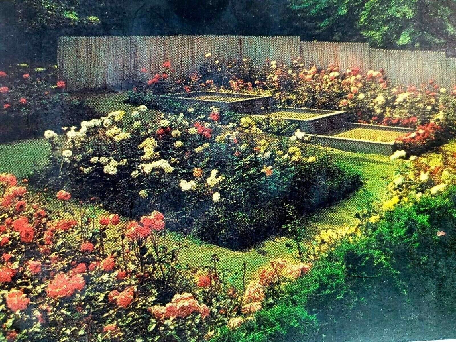 Vintage Postcard 1964 Rose Garden of the Year Newark NJ Floral Garden ...