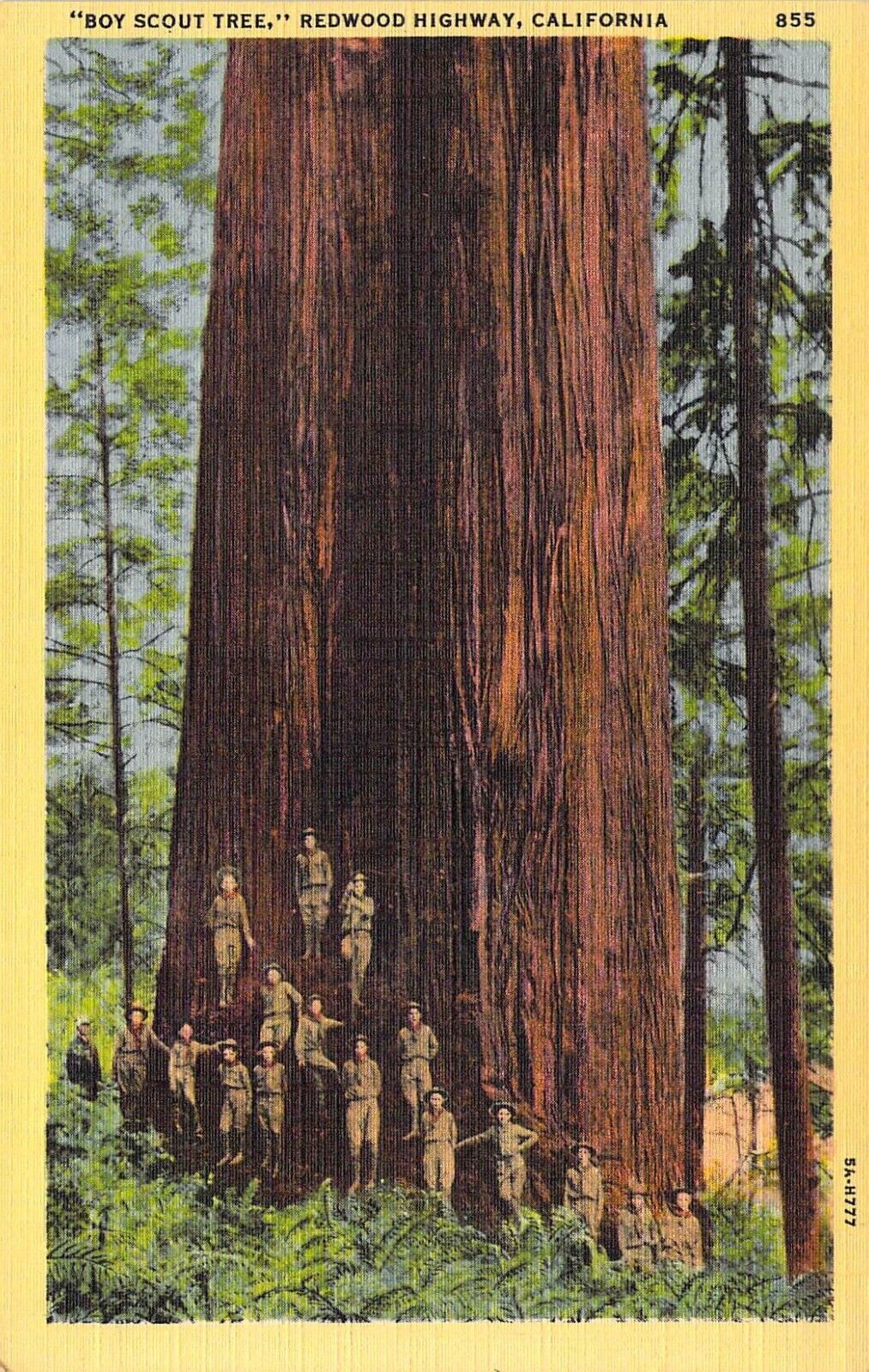 Big Tree, Huge Redwood "Boy Scout Tree" with Scouts Around Base, Old ...