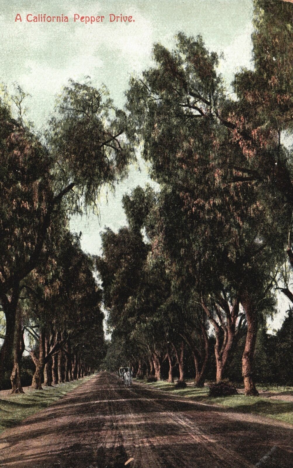 Vintage Postcard California Pepper Drive Scenic Attraction Tall Trees ...