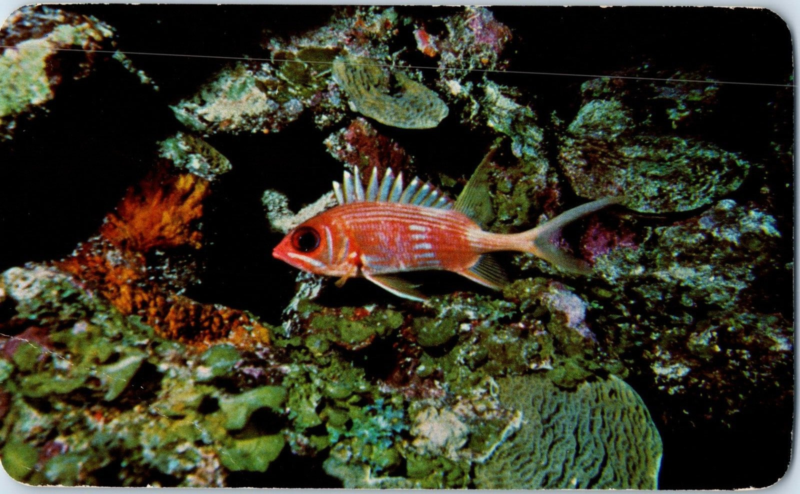 Squirrel Fish Found In The Caribbean Waters Fish Postcard Posted ...