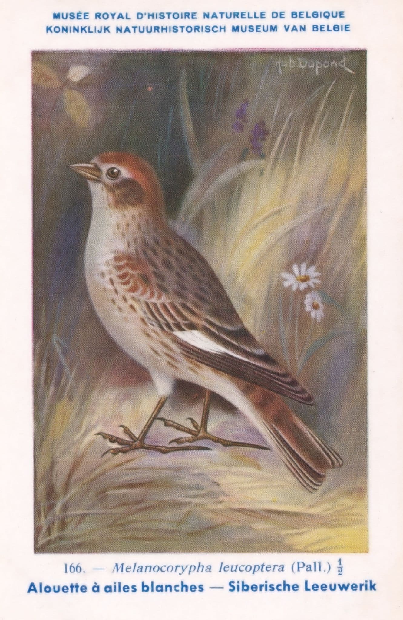 Melanocorypha Leucoptera White Winged Lark WW2 Bird Rare Postcard ...